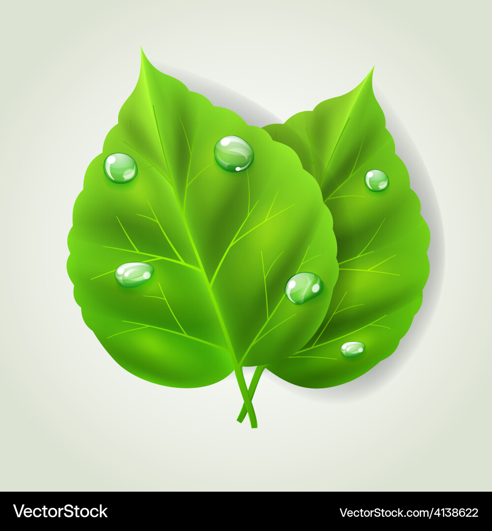 Two green leaves Royalty Free Vector Image - VectorStock