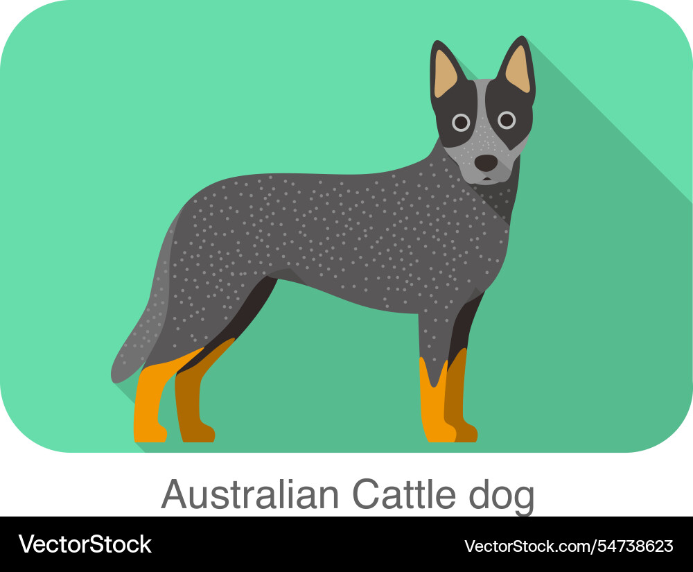 Breed australian cattle dog standing Royalty Free Vector