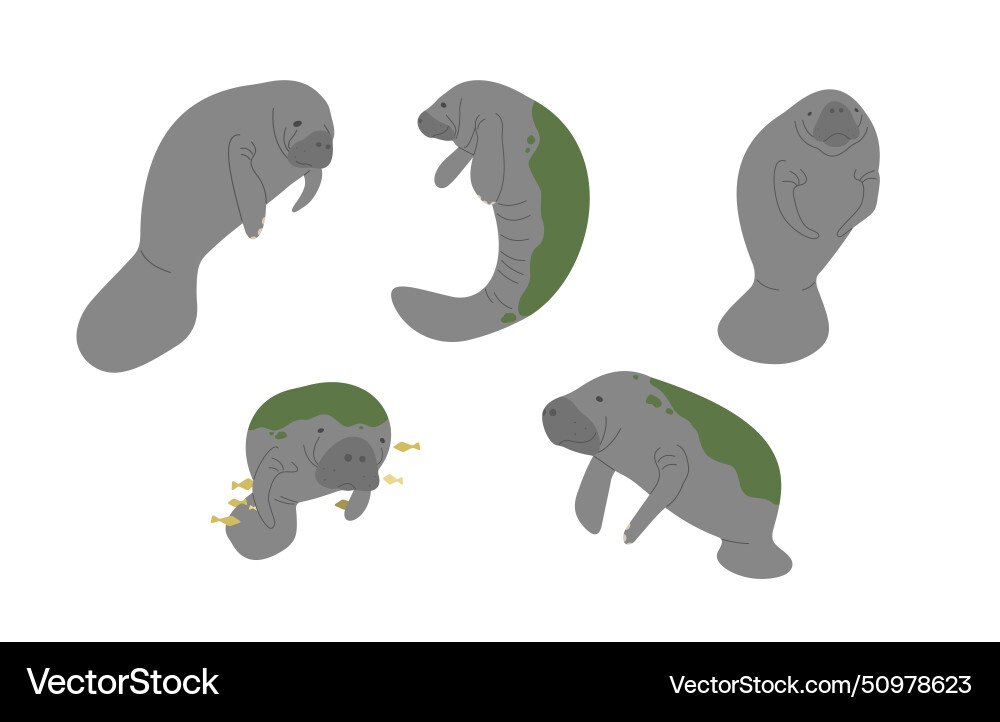 Manatee 4 Royalty Free Vector Image - VectorStock