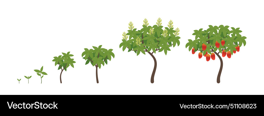 Mango growth stages ripening period progression Vector Image