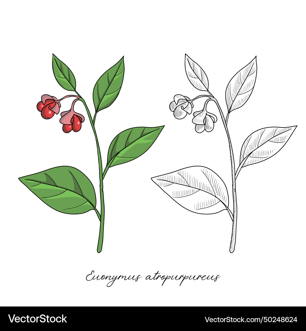 Drawing wahoo Royalty Free Vector Image - VectorStock