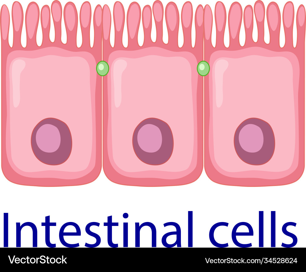 Human interstitial cell isolated Royalty Free Vector Image