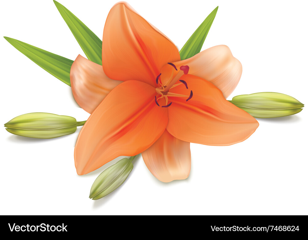 Lily Royalty Free Vector Image - VectorStock
