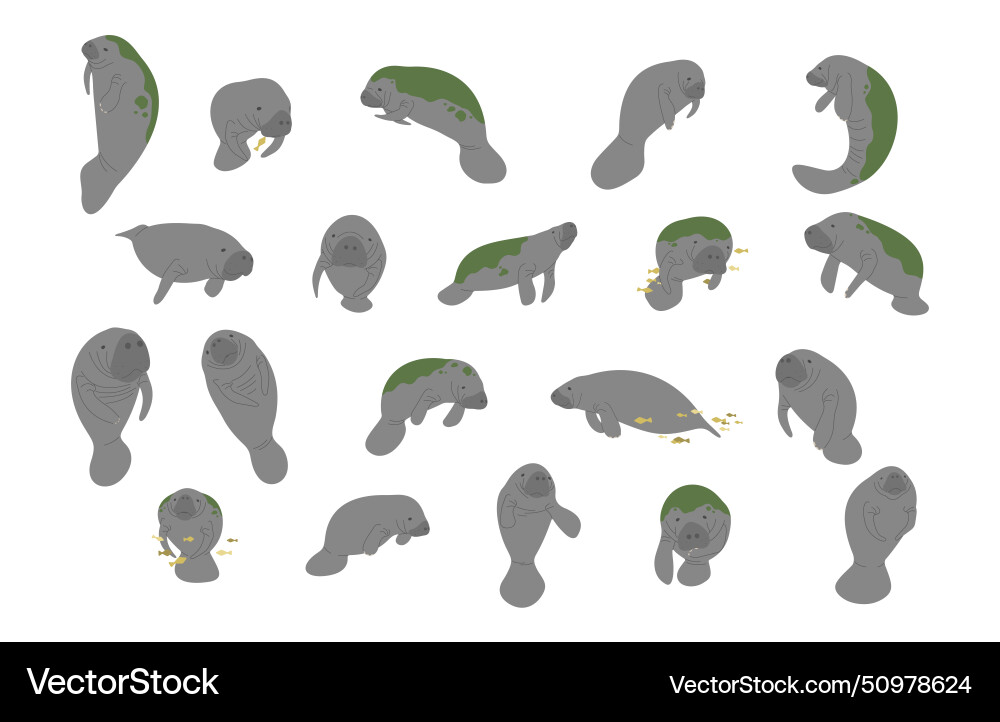 Manatee collection 1 Royalty Free Vector Image