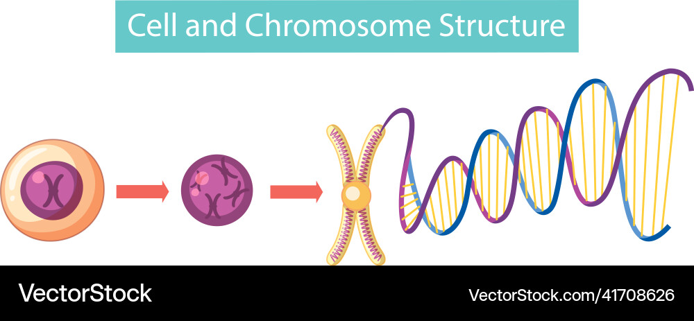 Cell and chromosome structure infographic Vector Image