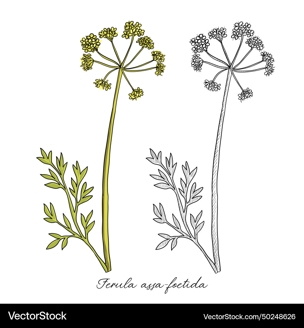 Drawing asafoetida Royalty Free Vector Image - VectorStock