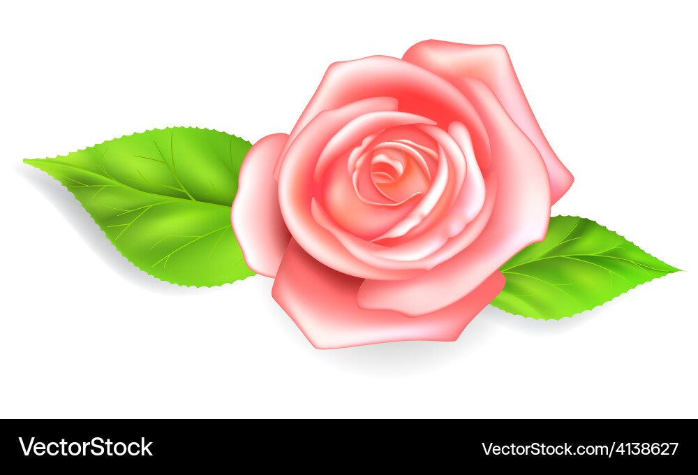 Pink rose Royalty Free Vector Image - VectorStock