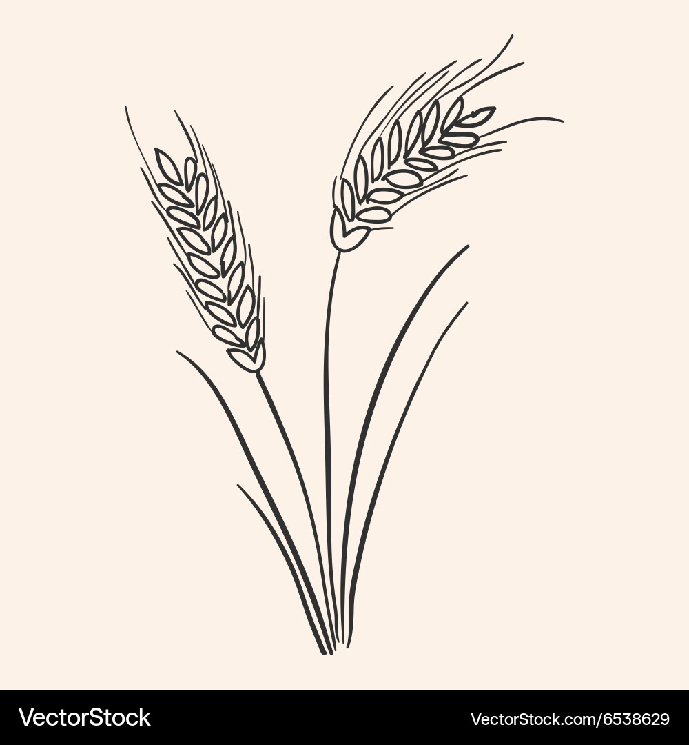 Rye ear Royalty Free Vector Image - VectorStock