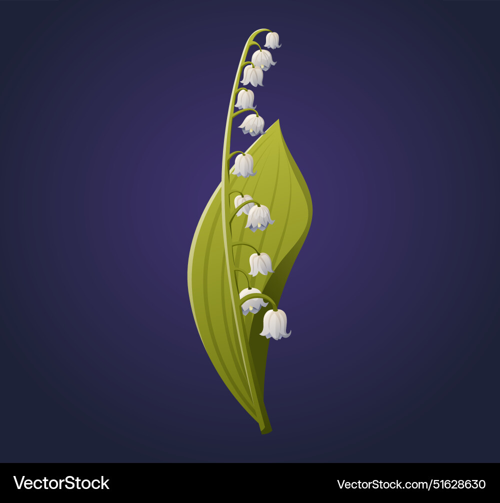White delicate lily of the valley flowers Vector Image