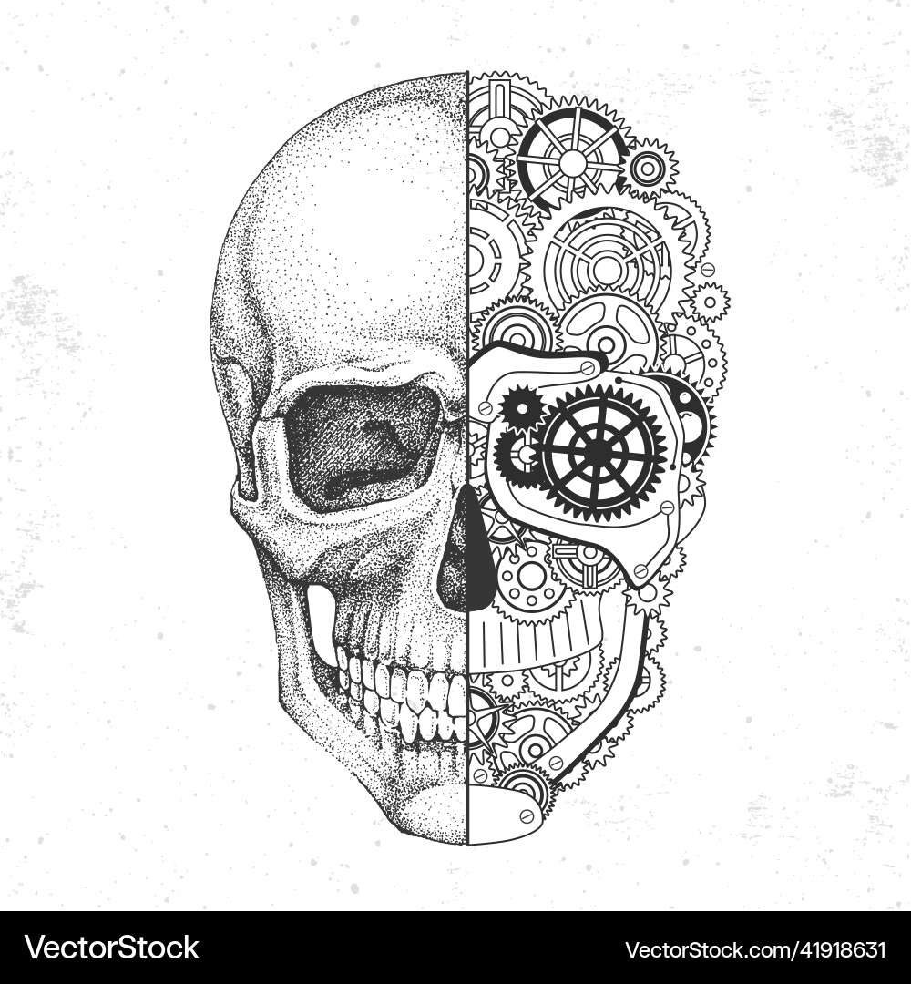 Realistic Human Skull Drawing