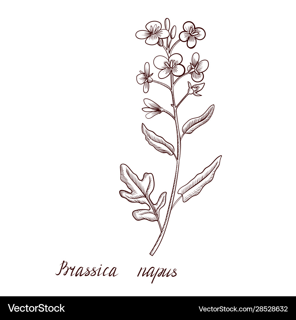 Drawing rapeseed plant Royalty Free Vector Image