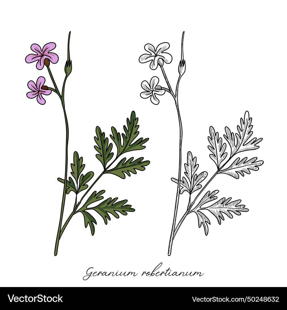 Geranium Vector Images (over 1,600)