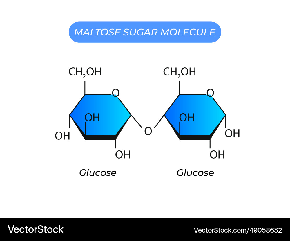 Maltose sugar molecule glucose Royalty Free Vector Image