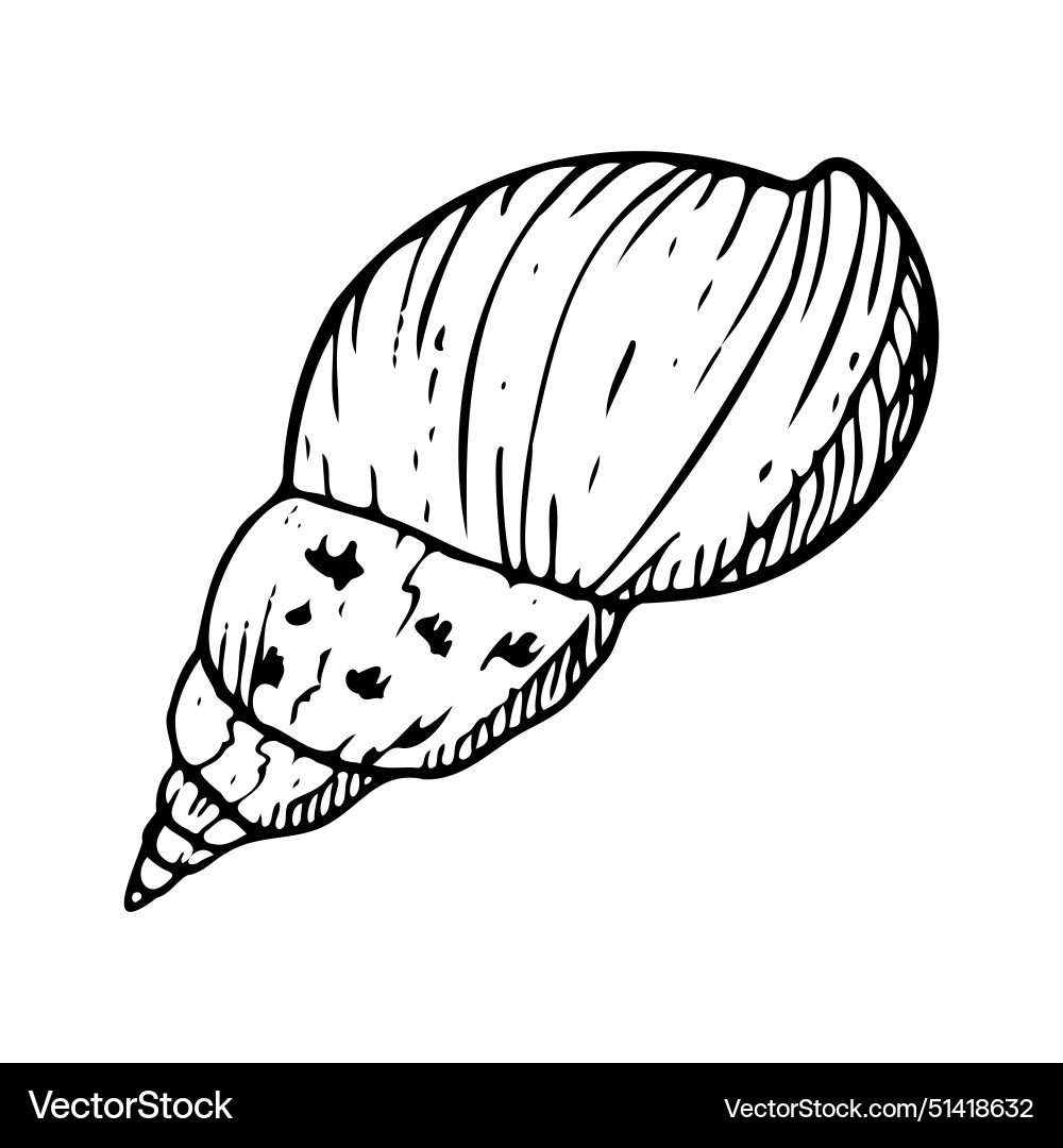Spiral sea shell line Royalty Free Vector Image