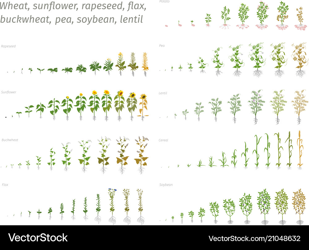 Rapeseed Vector Images (over 1,100)