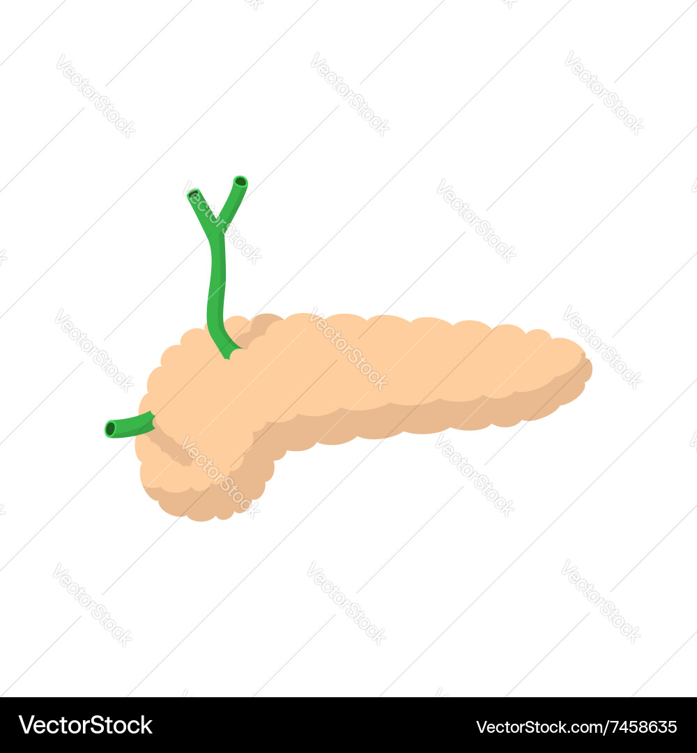 Human pancreas cartoon icon Royalty Free Vector Image