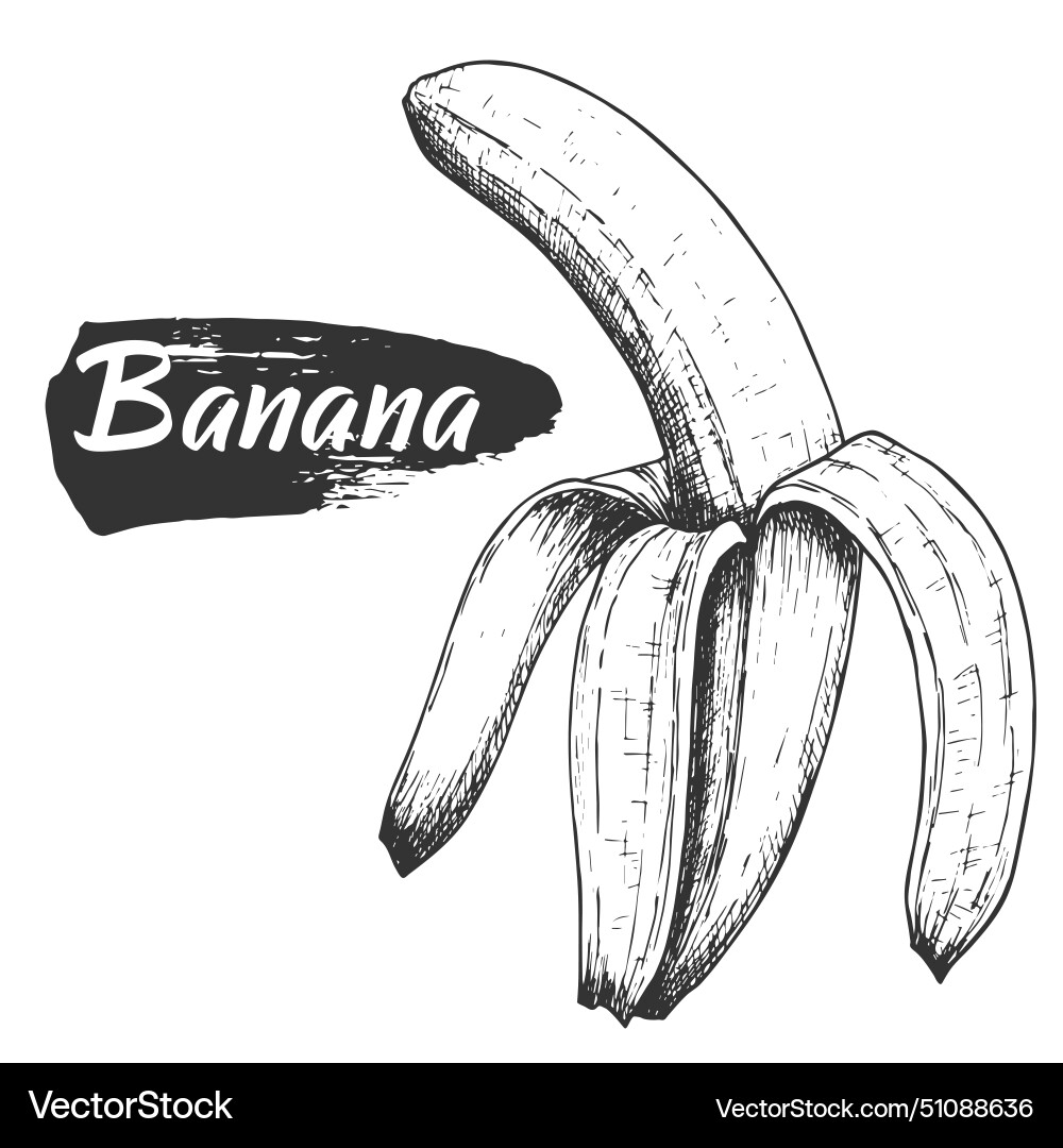 Banana bunch sketch Royalty Free Vector Image - VectorStock
