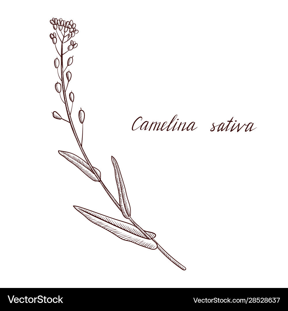 Camelina Sativa - False Flax Seed Royalty Free Vector Image