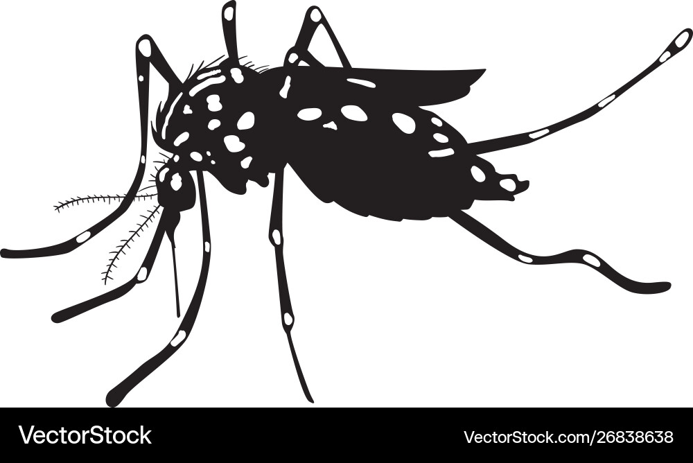 Aedes aegypt mosquito Royalty Free Vector Image