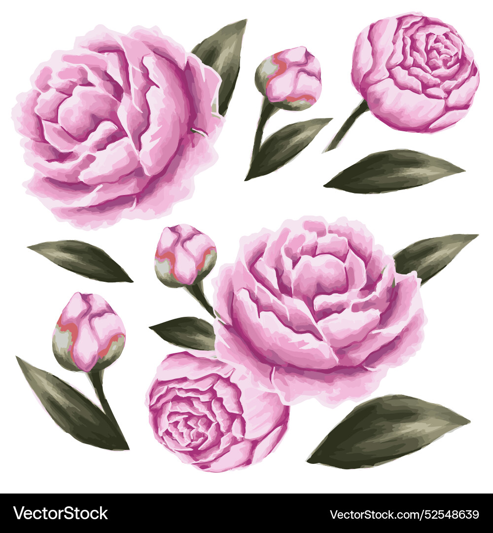 Peony set isolated Royalty Free Vector Image - VectorStock