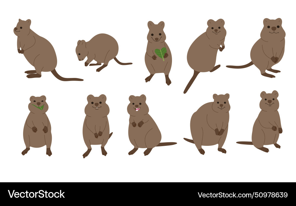 Quokka collection 1 Royalty Free Vector Image - VectorStock