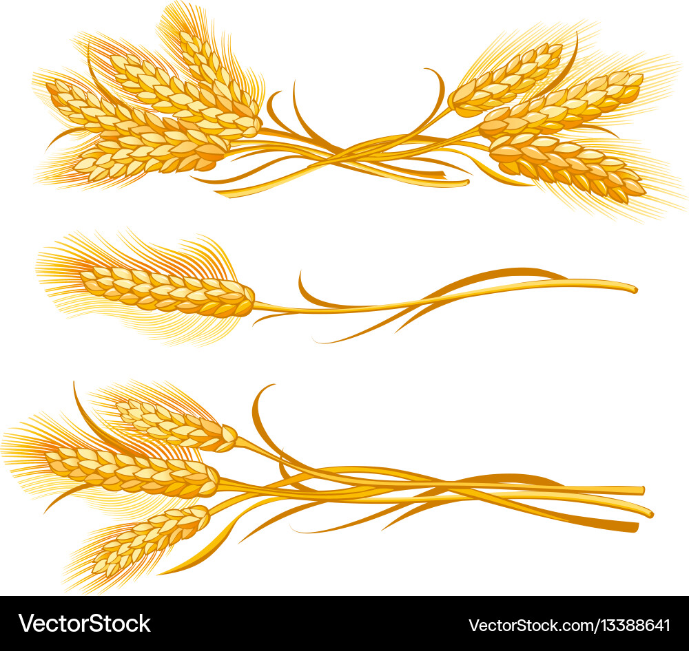 Ears of wheat set Royalty Free Vector Image - VectorStock