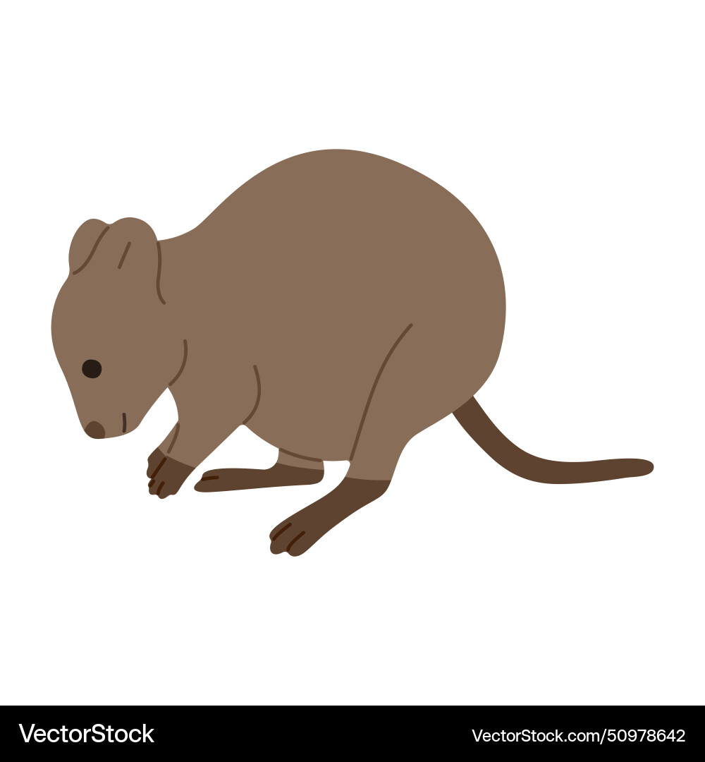 Quokka single 2 Royalty Free Vector Image - VectorStock