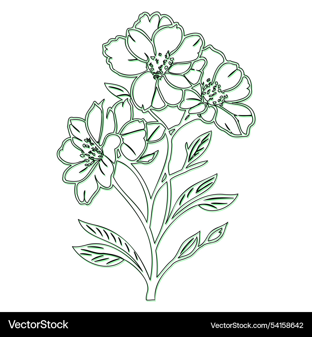 Sakura flower outline sketch green Royalty Free Vector Image