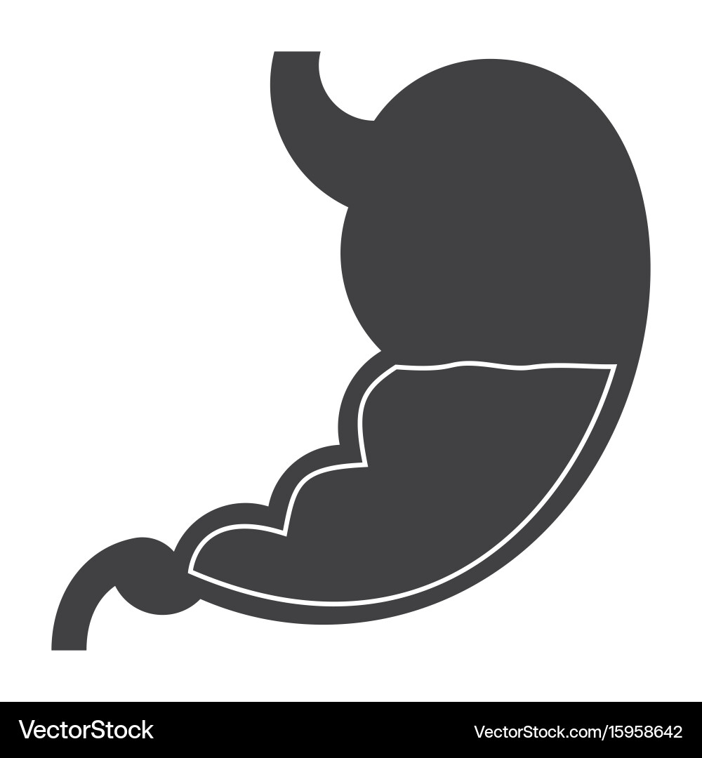 Stomach icon Royalty Free Vector Image - VectorStock