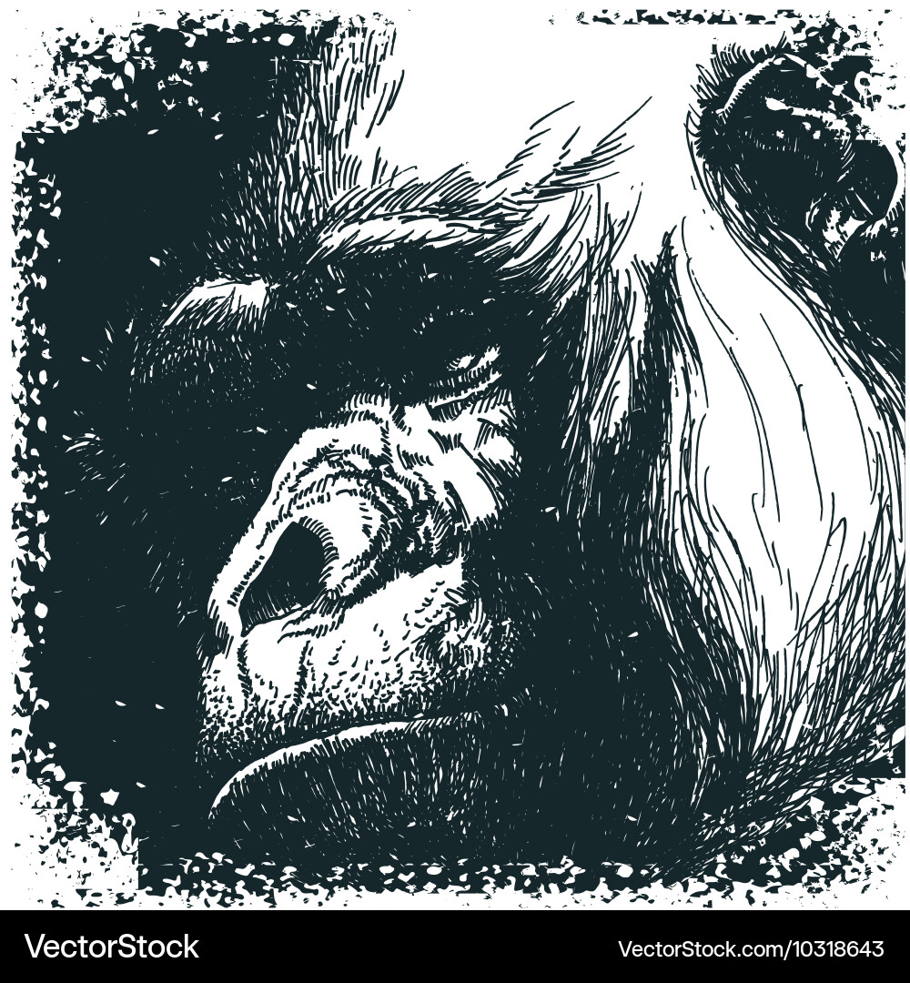 Monkey face Royalty Free Vector Image - VectorStock