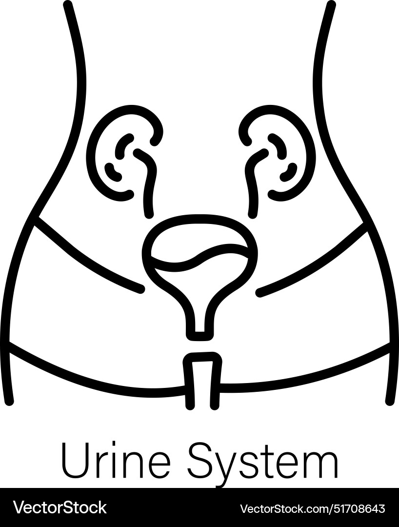 Urine system Royalty Free Vector Image - VectorStock