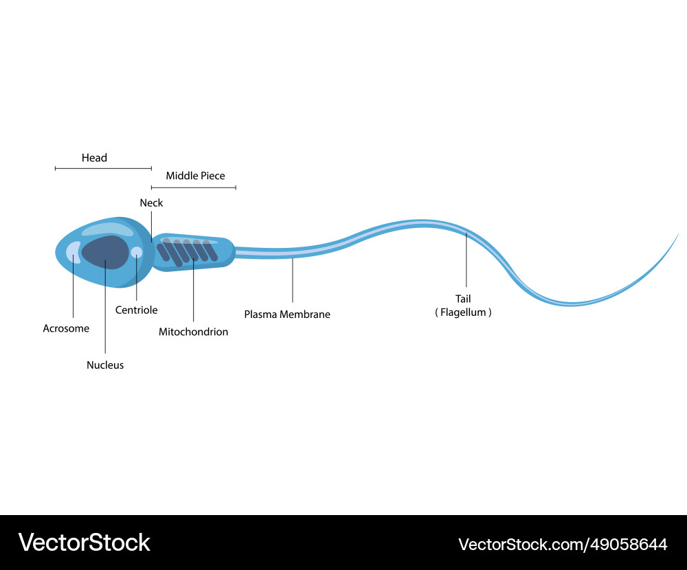 Spermatozoon male cell structure diagram Vector Image