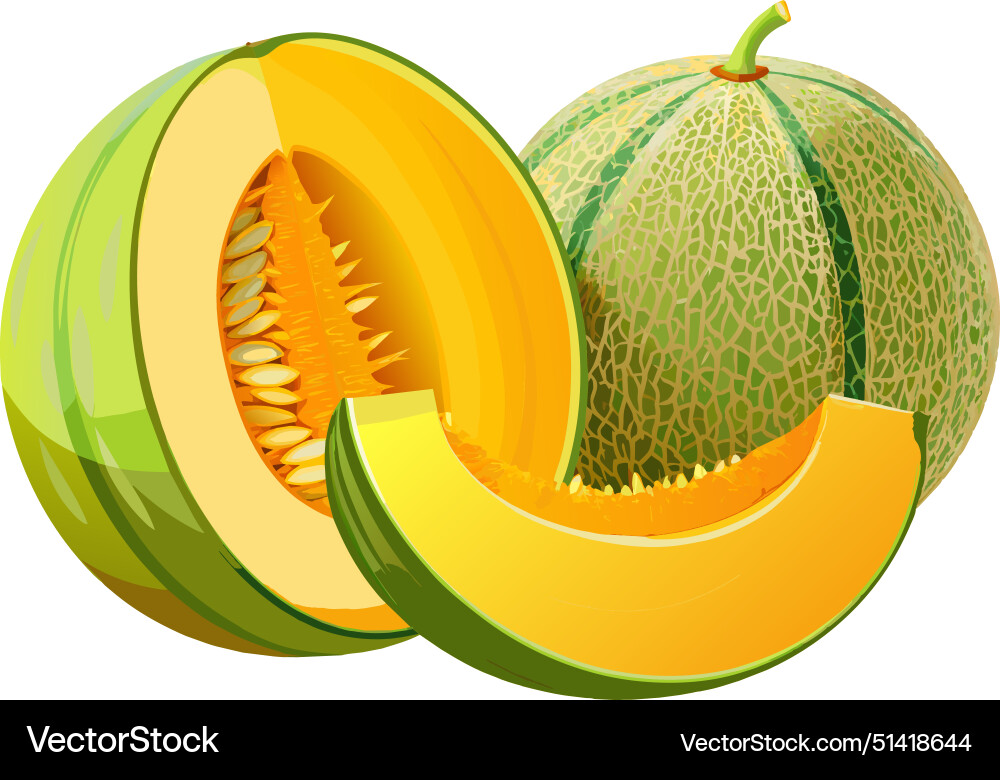 Whole and half netted melon Royalty Free Vector Image