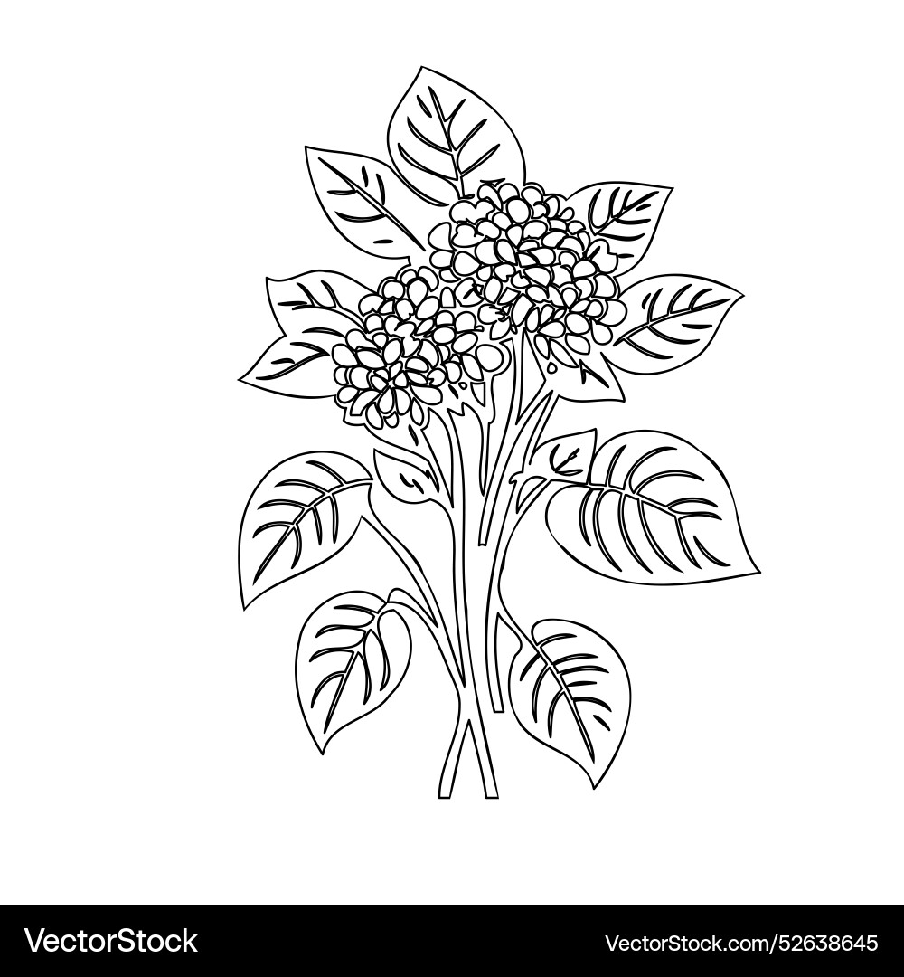 Hydrangea flower plant sketch outline Royalty Free Vector