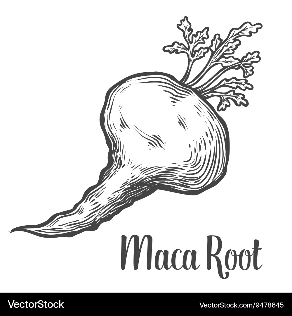 Maca root plant Royalty Free Vector Image - VectorStock