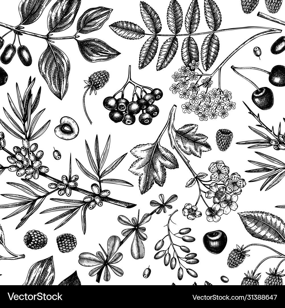 Wild berries sketches seamless pattern hand drawn Vector Image