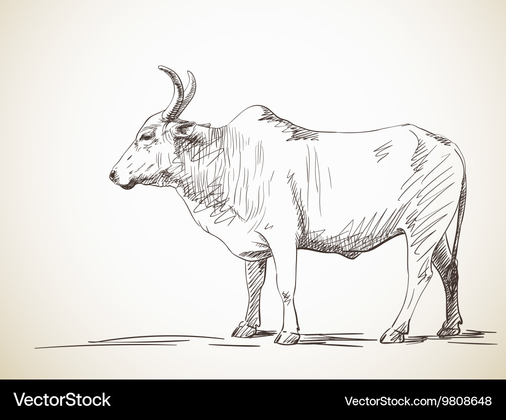 Zebu cow Royalty Free Vector Image - VectorStock