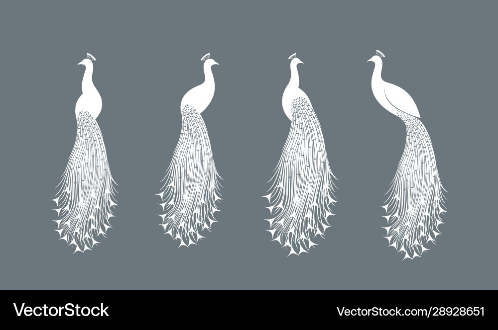 Peacock Royalty Free Vector Image - VectorStock