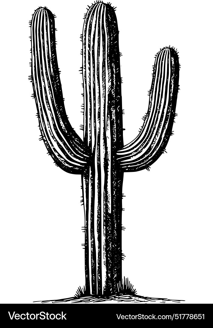 Saguaro cactus Royalty Free Vector Image - VectorStock