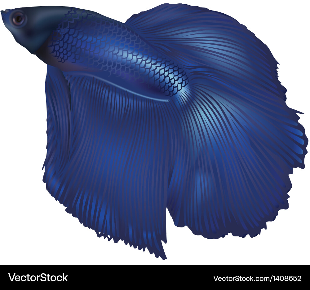 Fighting fish Royalty Free Vector Image - VectorStock