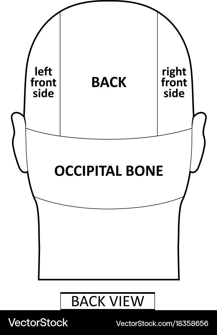 Man head divisions scheme Royalty Free Vector Image