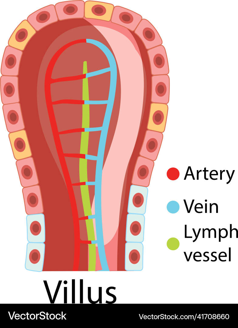 Diagram showing intestinal villus structure Vector Image
