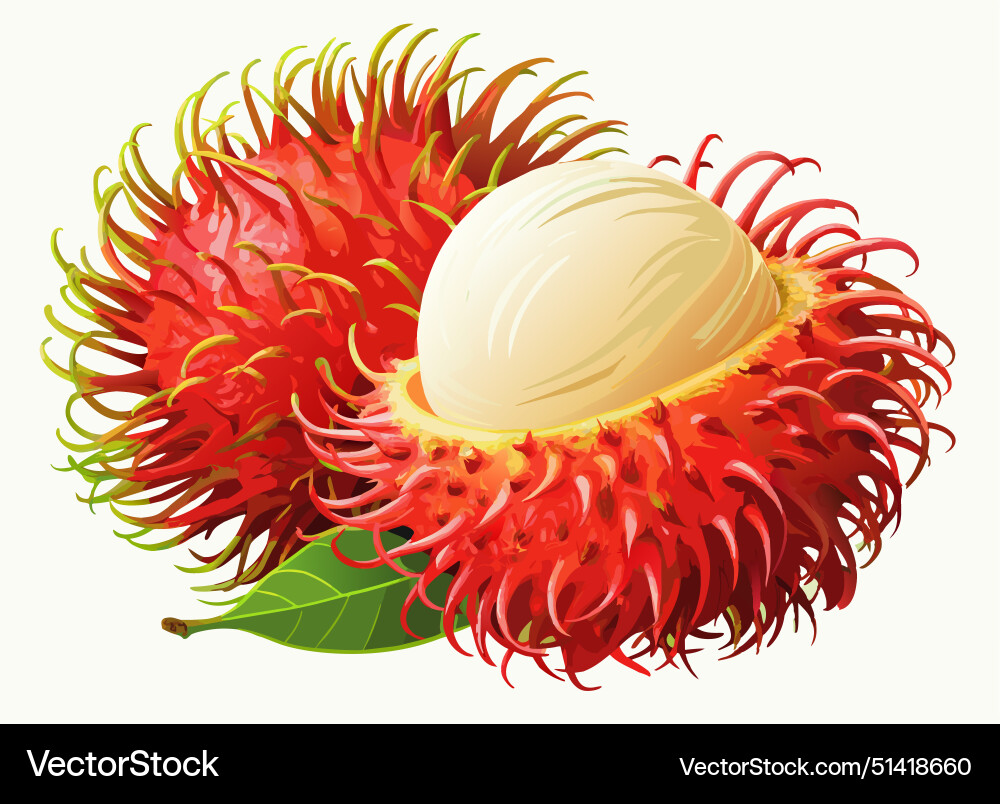 Exotic fruit rambutan closed and open Royalty Free Vector