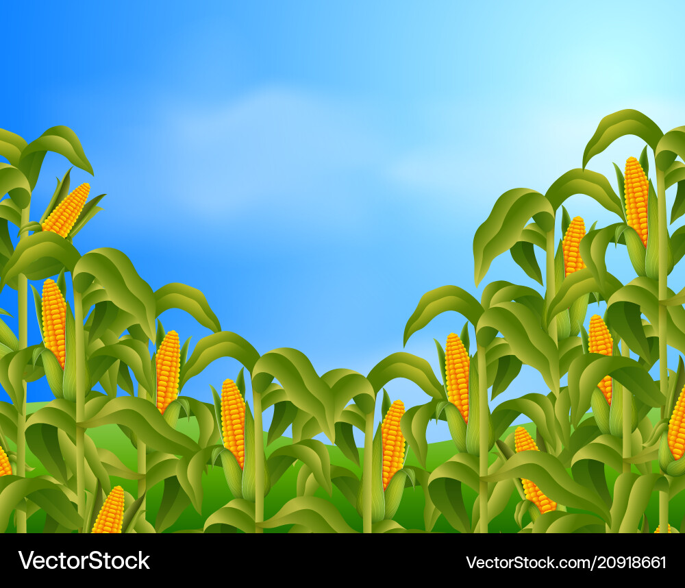 Farm scene with fresh corn Royalty Free Vector Image