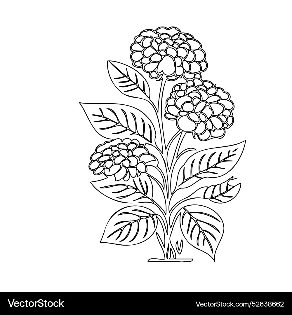 Hydrangea flower plant sketch outline Royalty Free Vector