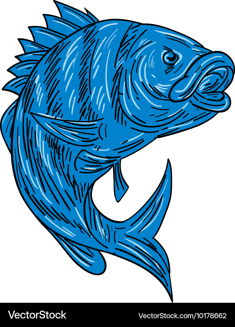 Sheepshead fish drawing Royalty Free Vector Image