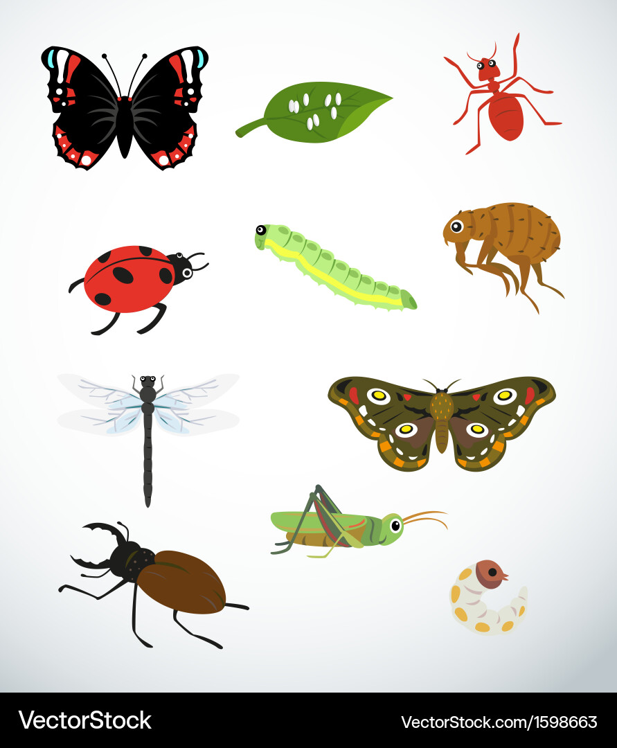 Insekten Lizenzfreies Vektorbild - VectorStock