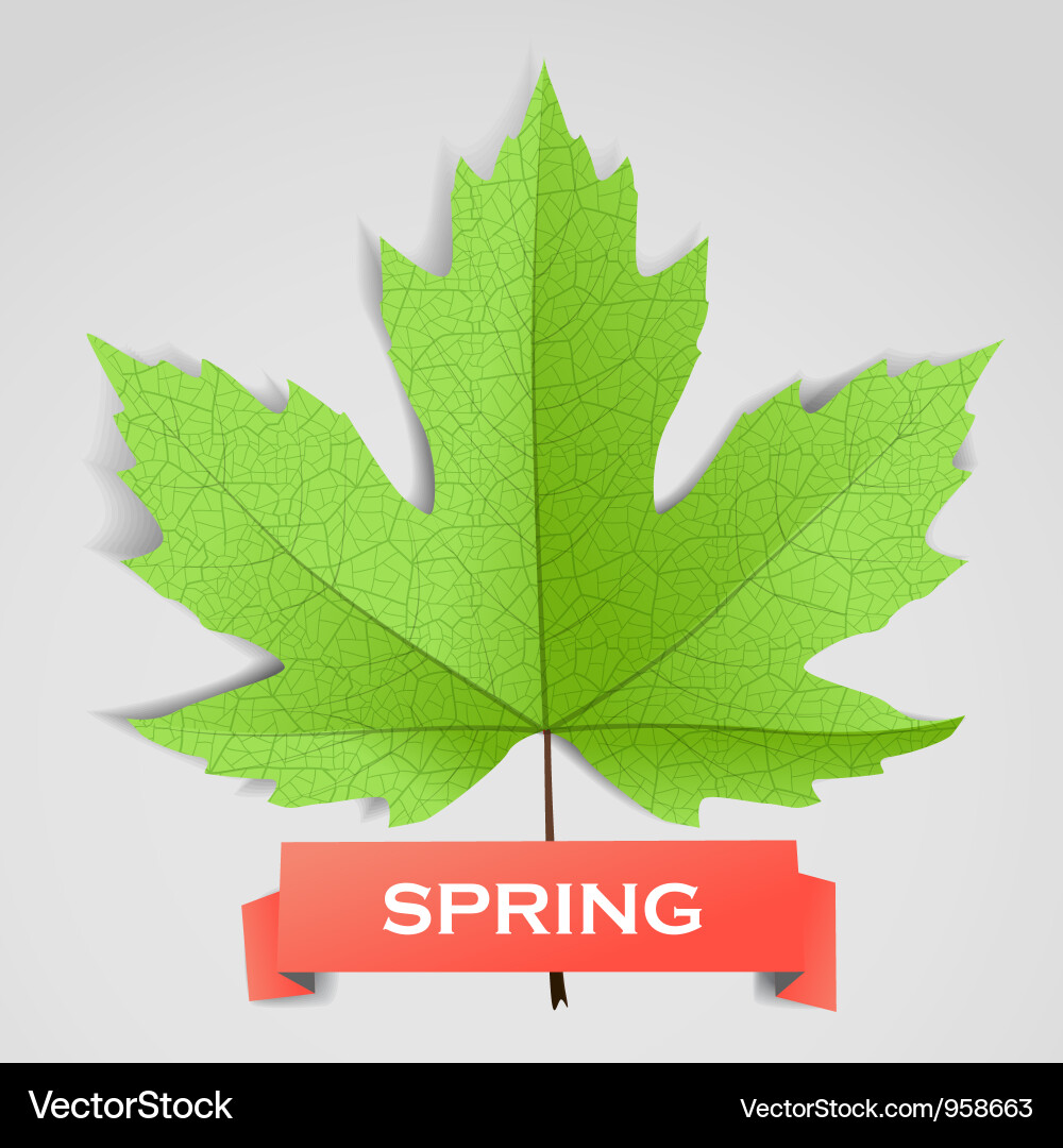 Maple leave with spring banner Royalty Free Vector Image