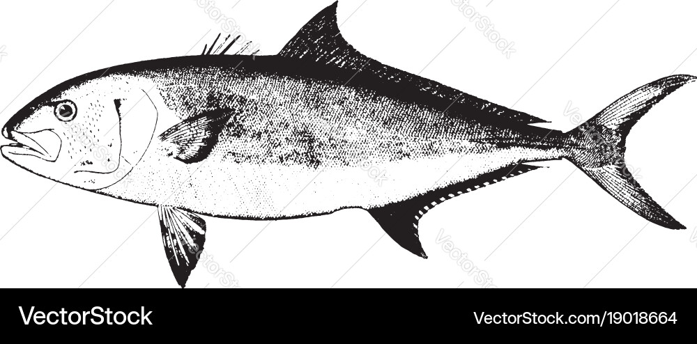 Amberjack vintage Royalty Free Vector Image - VectorStock