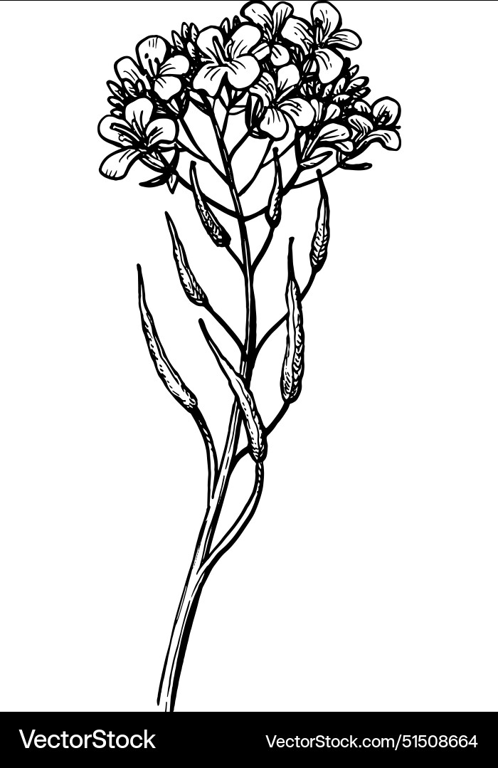 Mustard flower ink sketch Royalty Free Vector Image